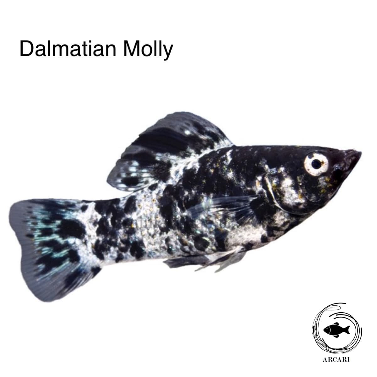 Dalmatian Molly - Arecife Del Caribe S.R.L.