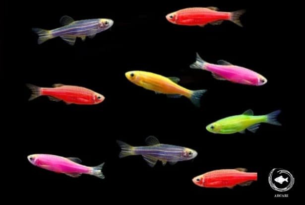 Glow Fish Tetra - Arecife Del Caribe S.R.L.