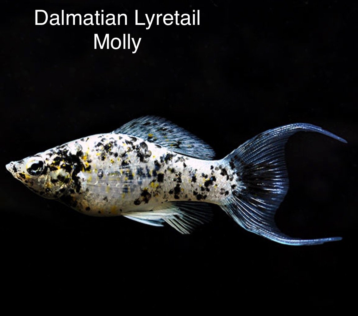 Dalmatian Lyretail Molly - Arecife Del Caribe S.R.L.