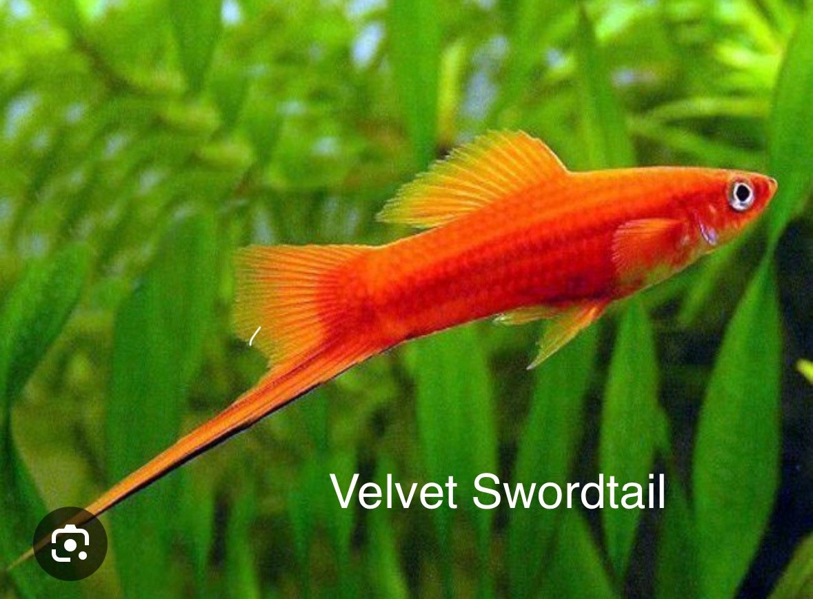 Velvet Cola Espada (SwordTail) - Arecife Del Caribe S.R.L.