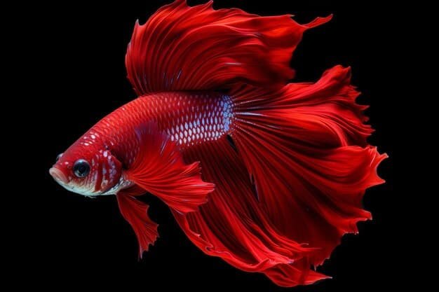 Betta Splender Macho - Arecife Del Caribe S.R.L.