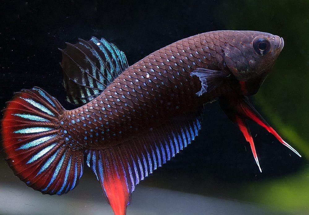 Betta Splender Hembra - Arecife Del Caribe S.R.L.