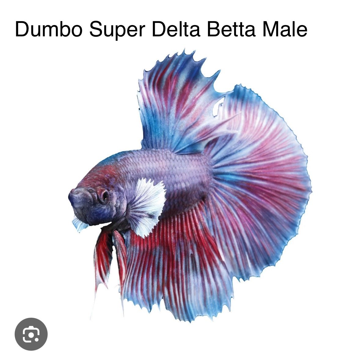 Betta Dumbo Super Delta Macho - Arecife Del Caribe S.R.L.