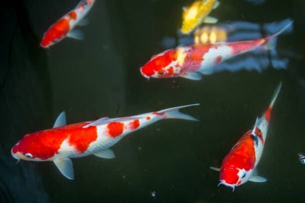 Pez Koi - Arecife Del Caribe S.R.L.